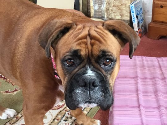 Grain Free Meaty Selection Wet Dog Food Bumper Pack 16 x 400g