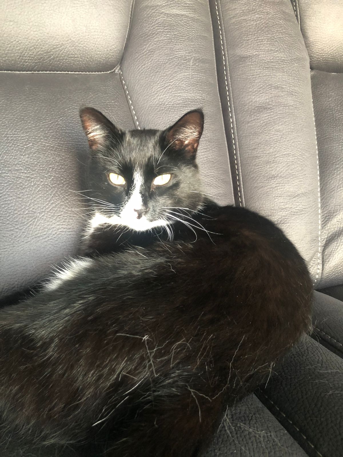 BioPet Relax - Calms pets without sedating – Hippo Health