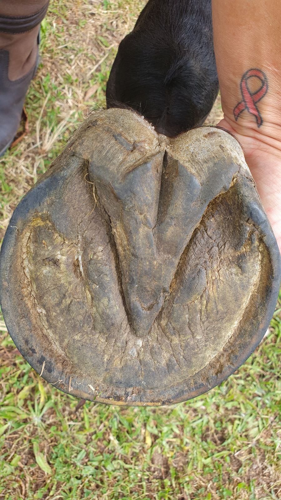 Healthy Hooves – Hippo Health