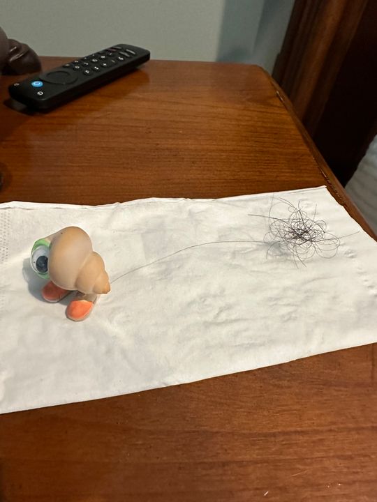 Marcel the Shell – Craighill