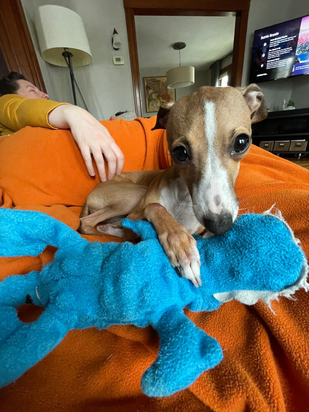 Italian Greyhound Smiling Kermit