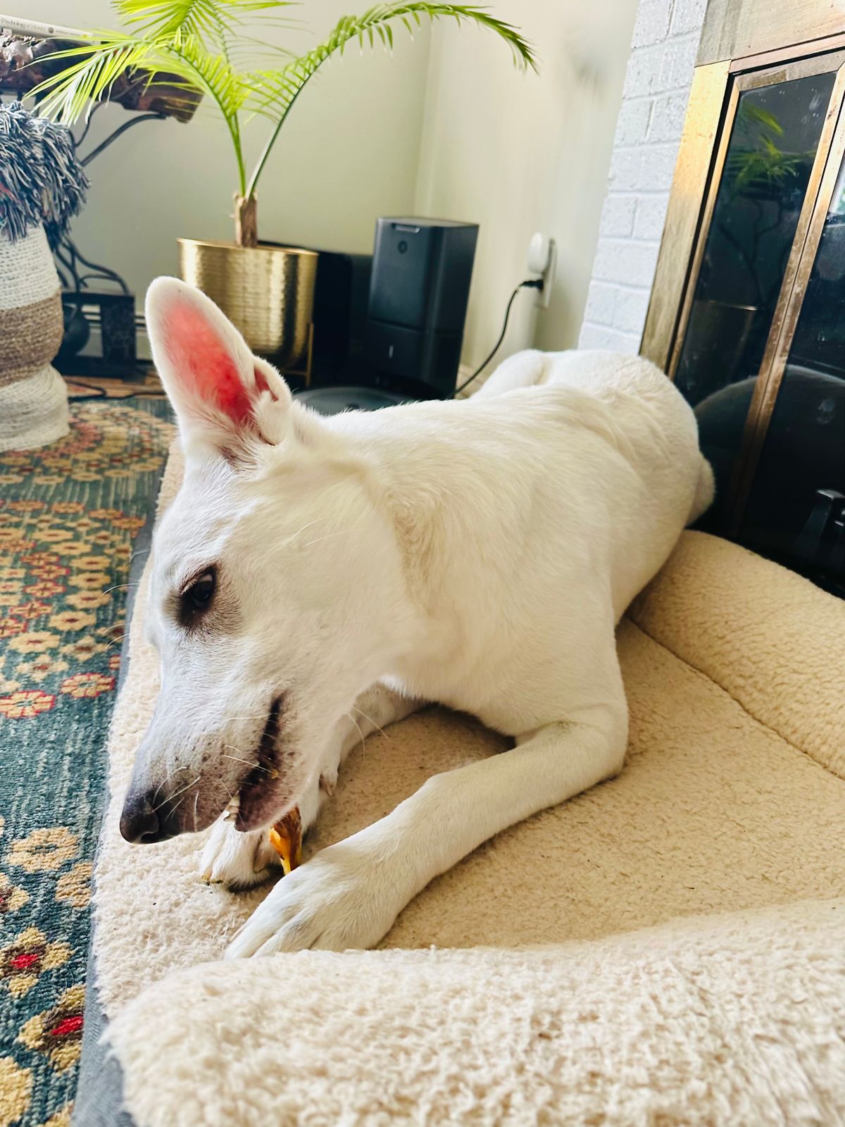 White Shepherd Lab Mix