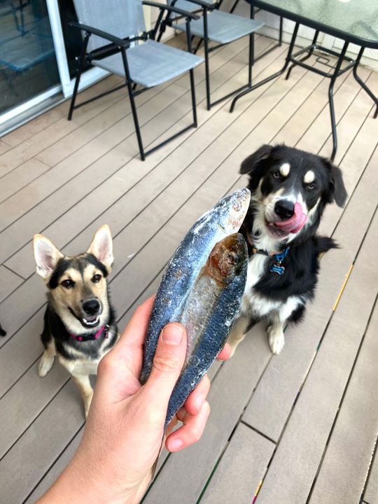 Raw Dog Food and Company | Wild Caught Whole Sardines | Omega 3