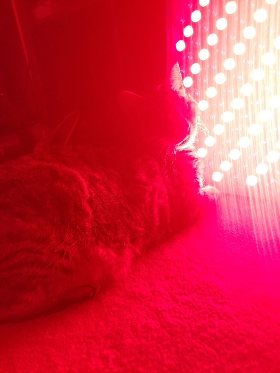 Red Light Therapy PowerPanel PRO| BlockBlueLight