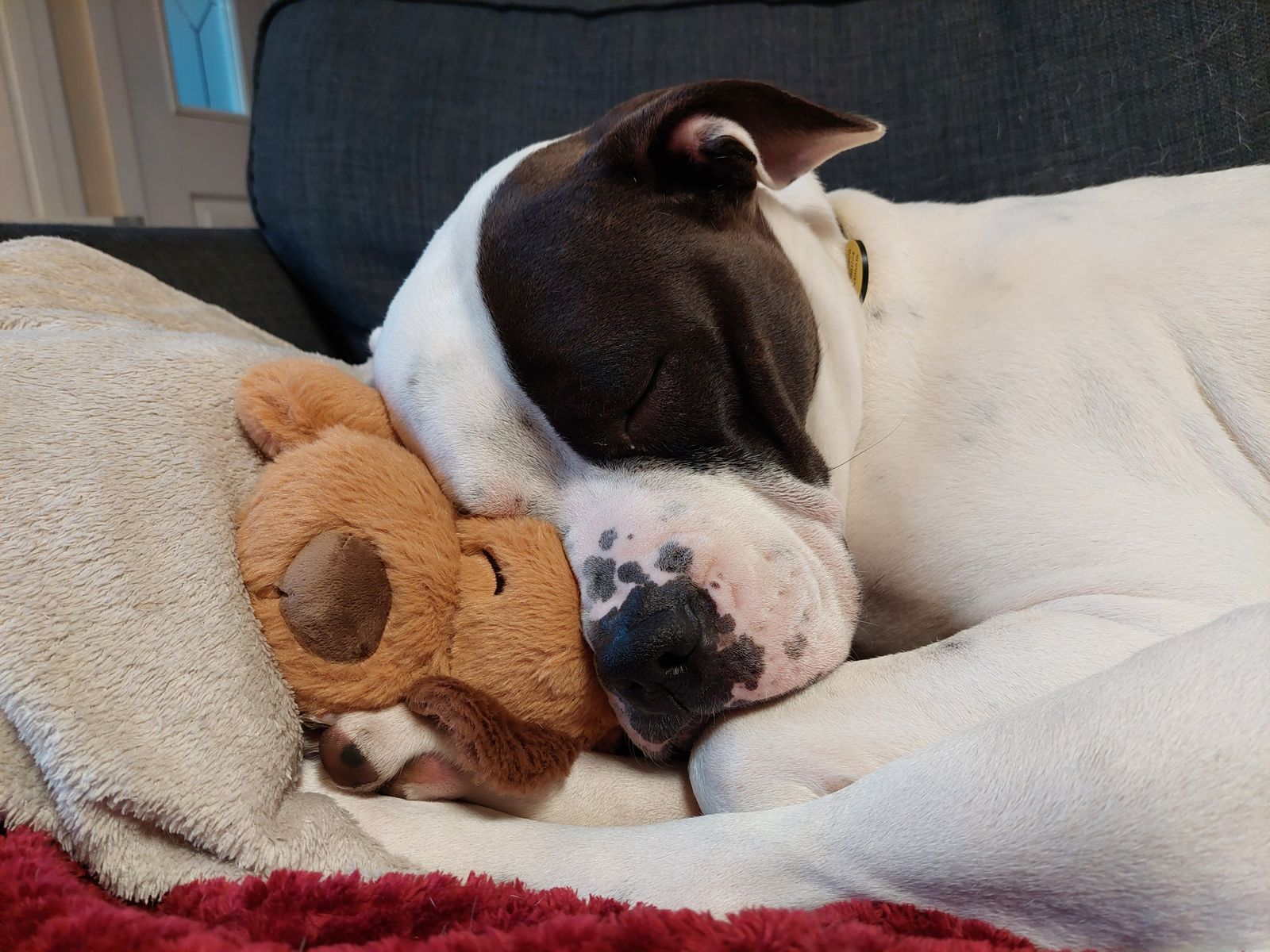 Snuggle Puppy w/ Quick UK Delivery | In stock | Shop Snuggle Puppies ...