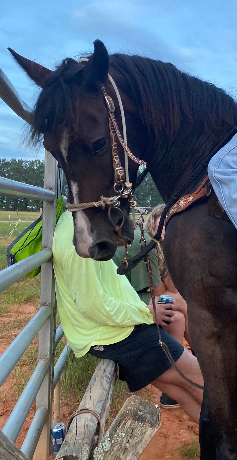 Headsetter for Horses | Purchase a Martin Saddlery Rope Head Setter for ...