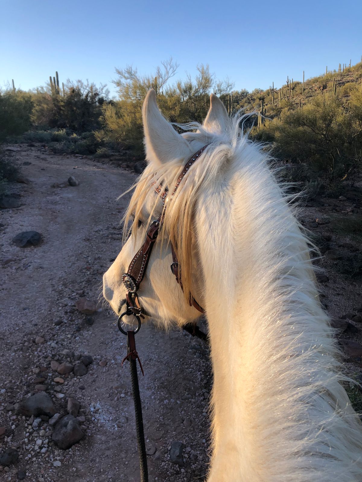 Dutton Old Cowboy Smooth Snaffle Bit | Purchase A Dutton Old Cowboy ...