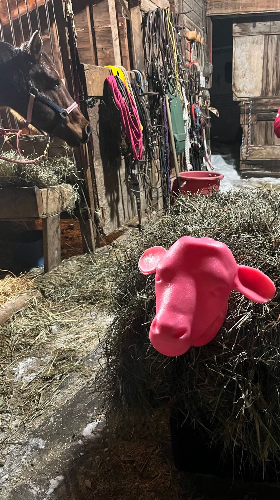 Rattler Calf Head Roping Dummy | Shop for Calf Roping Dummy Head's ...