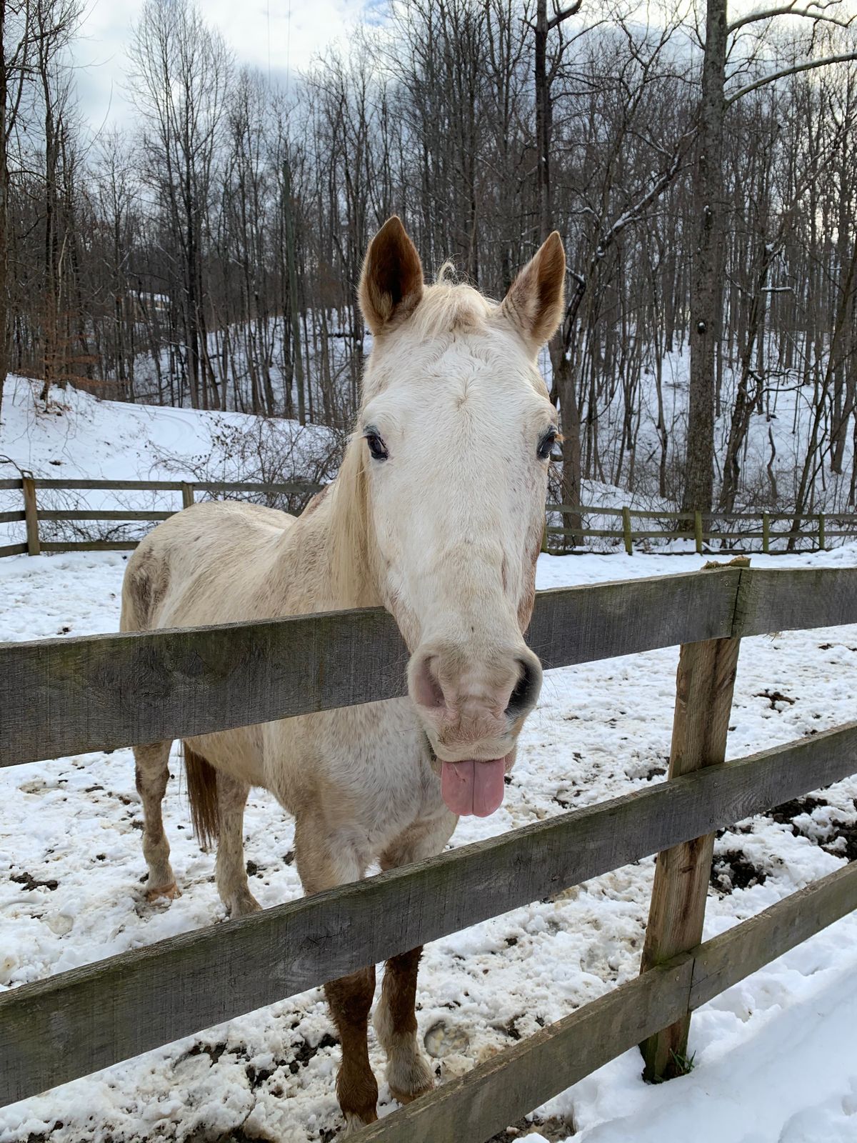 Equus International Corp. Psyllium Fiber Blend - 10 lb