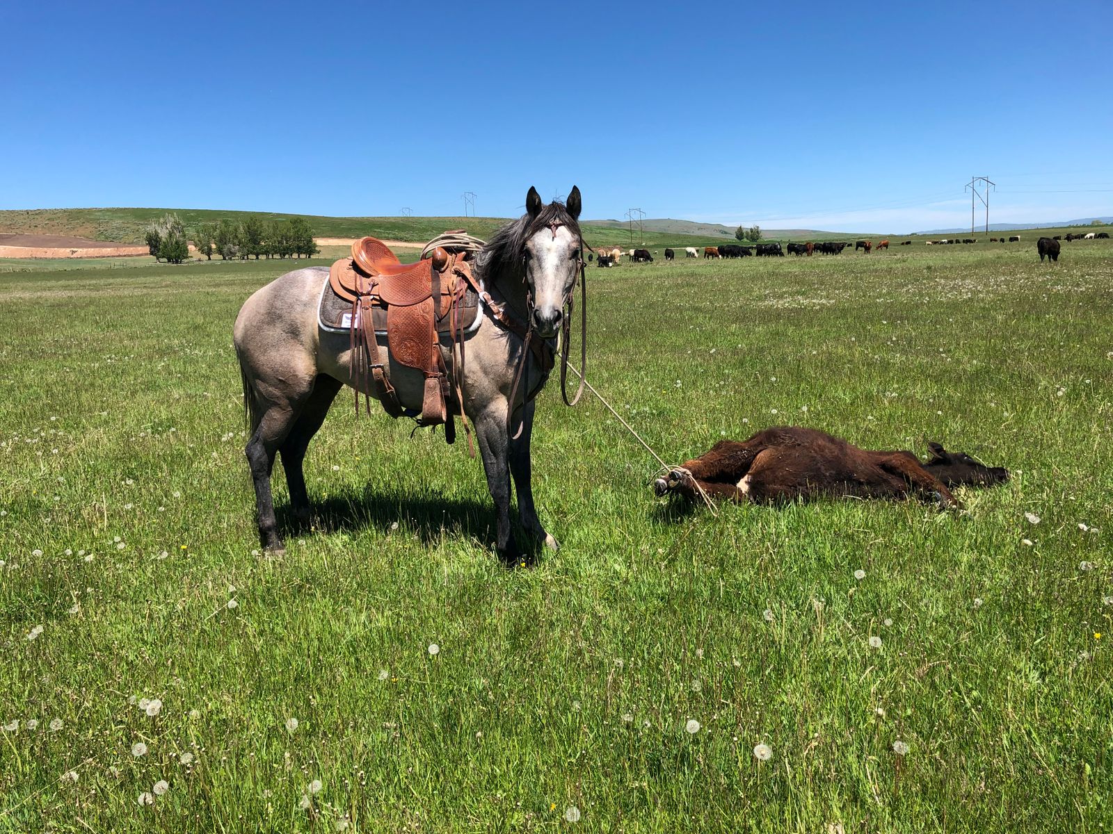 Cactus Saddlery Trevor Brazile Relentless Extreme Roper Gel 1in. Saddl