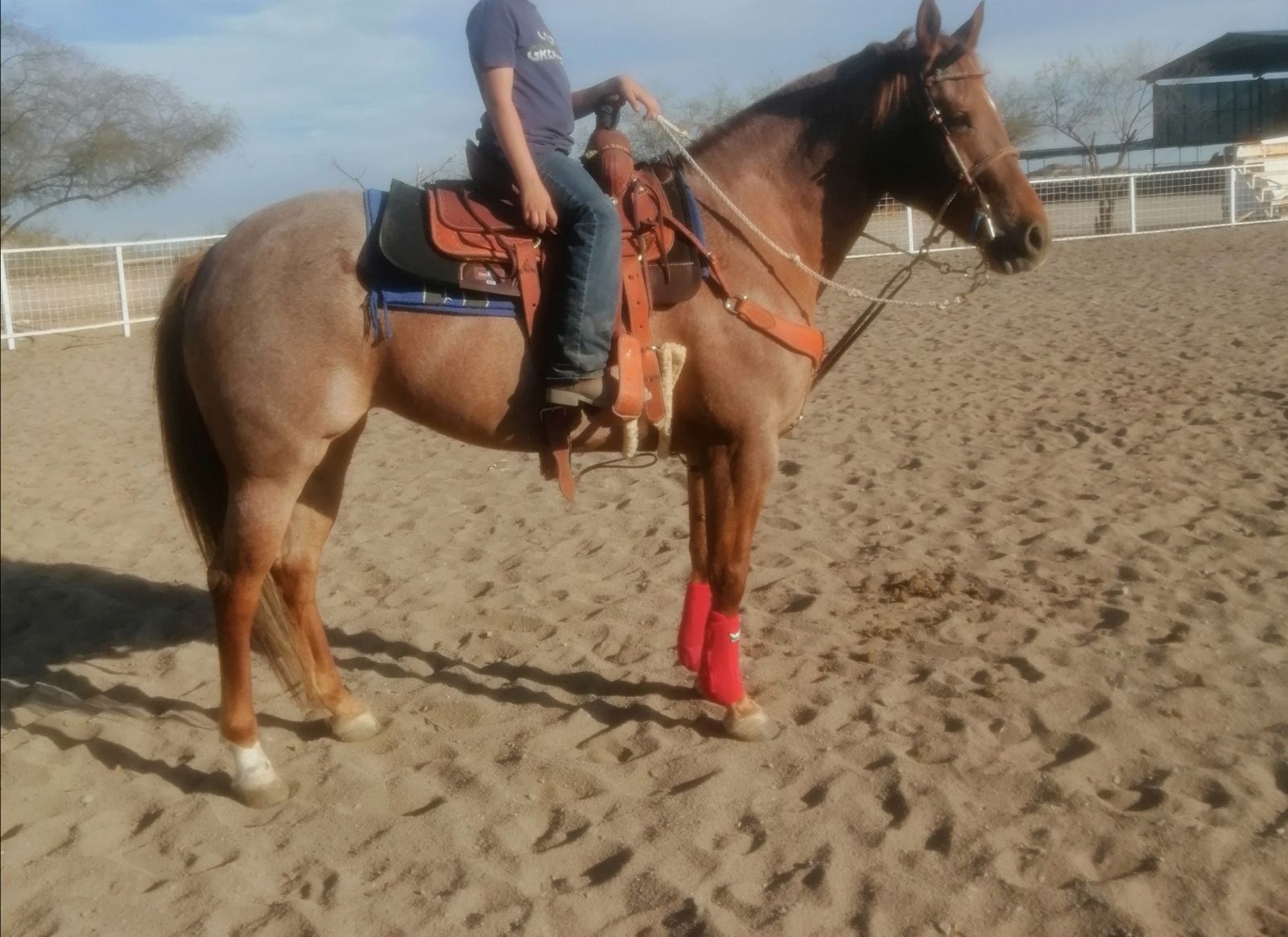 Relentless All-Around Front Splint Boots