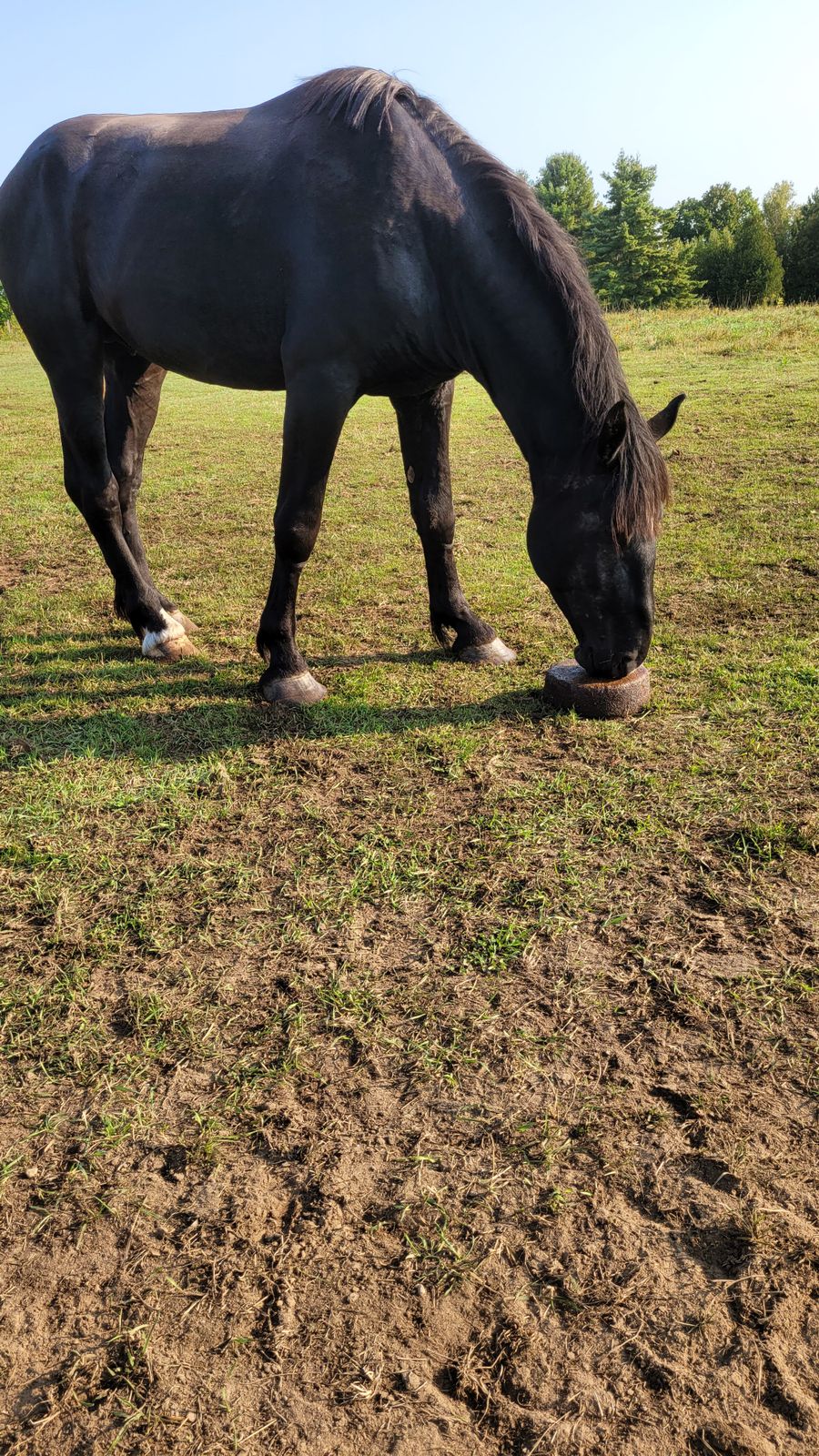 Horslic HorseLic Omega Elite 25lb