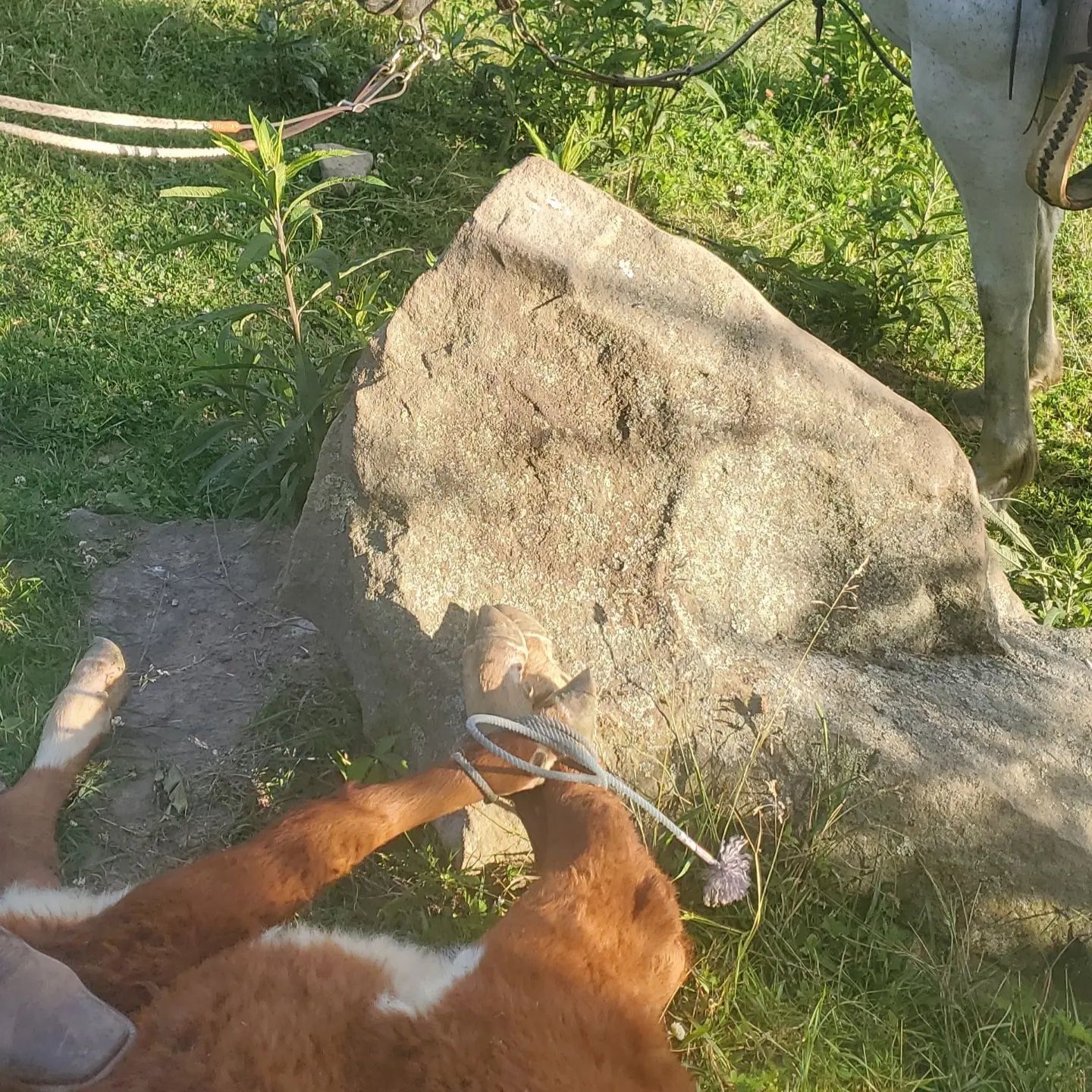 Open user-uploaded photo and review in a modal