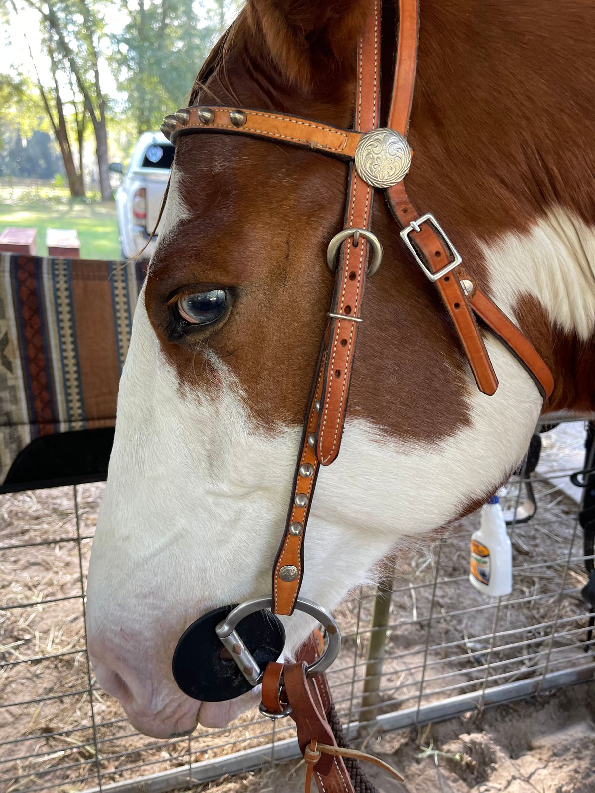 Cashel Company Bit Guard