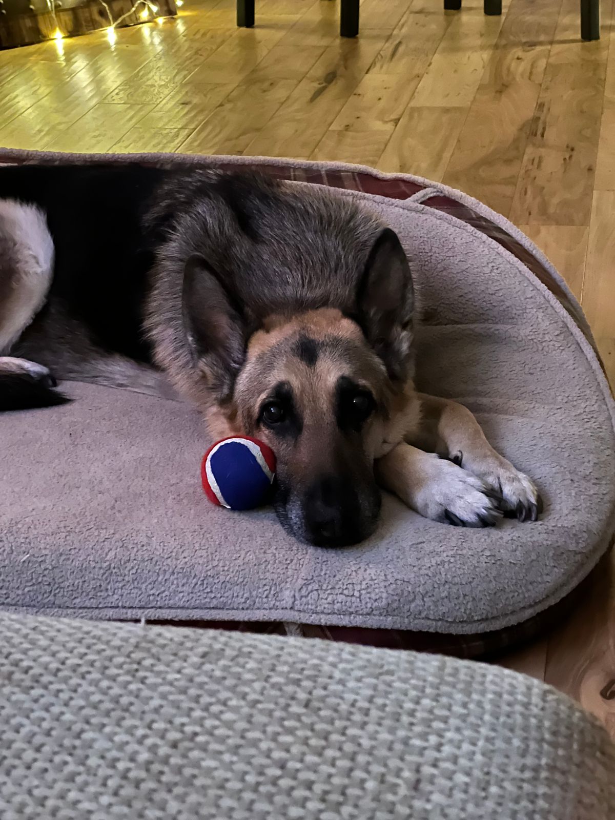 Critical Immune Defense for Dogs and Cats – Pet Wellness Direct