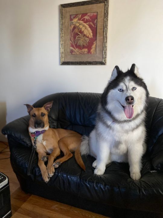 Critical Immune Defense for Dogs and Cats – Pet Wellness Direct