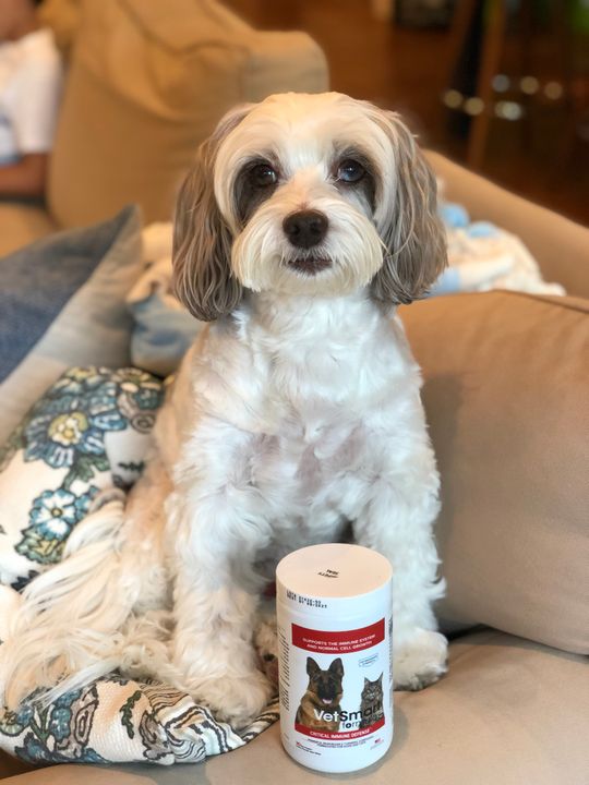 Critical Immune Defense for Dogs and Cats – Pet Wellness Direct