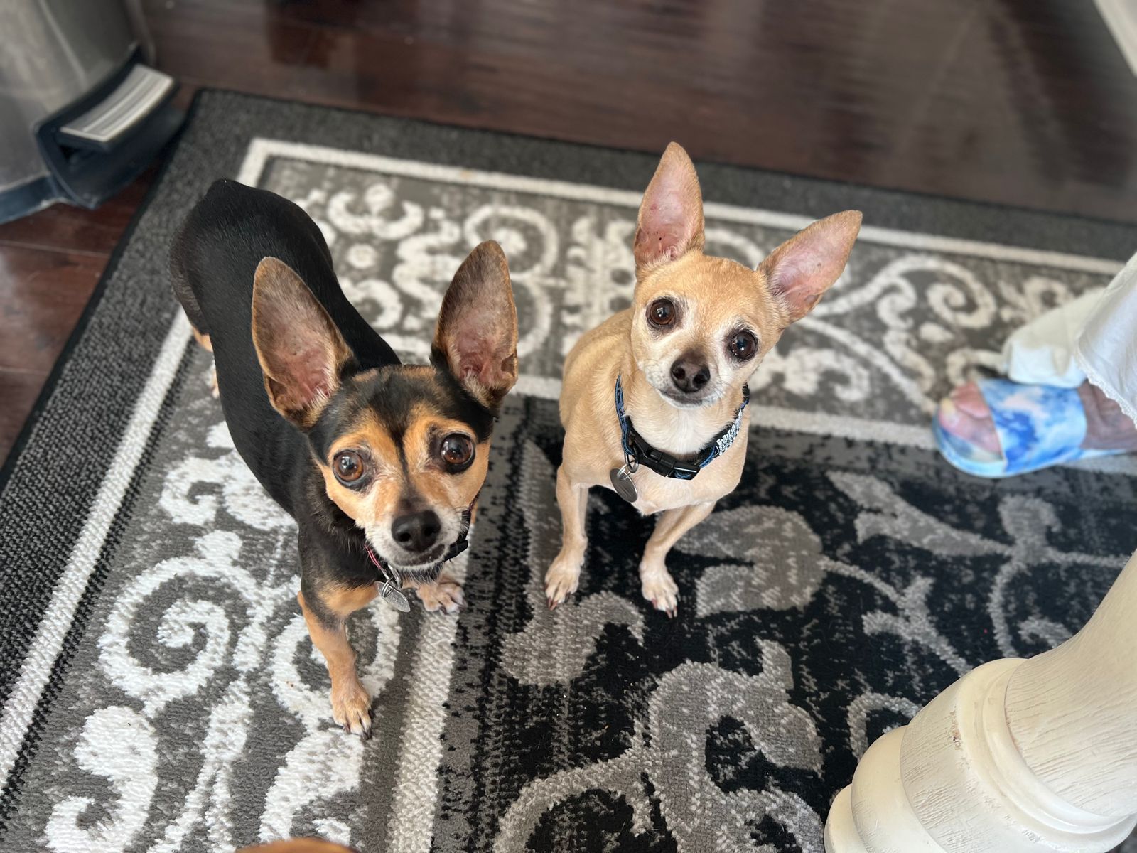 Critical Immune Defense for Dogs and Cats – Pet Wellness Direct