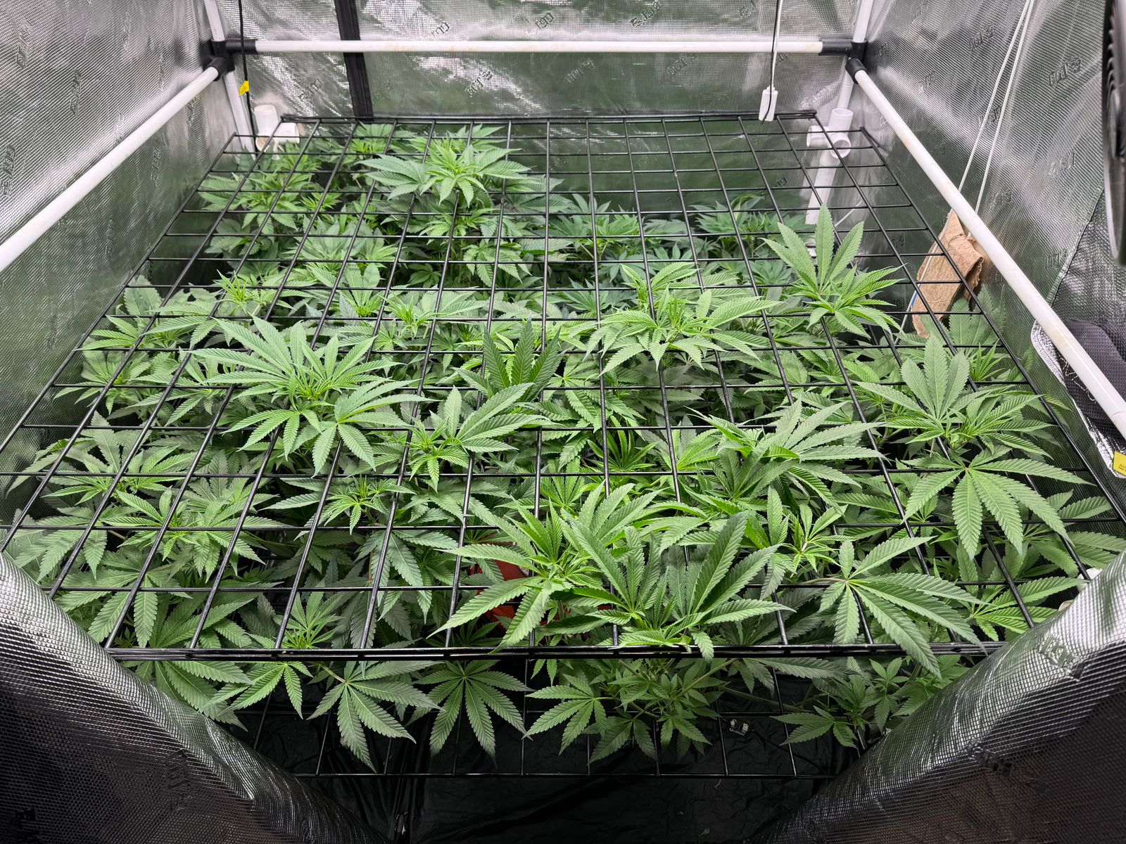 Rootwise Bio-Phos - Biological Bloom Support – BuildASoil