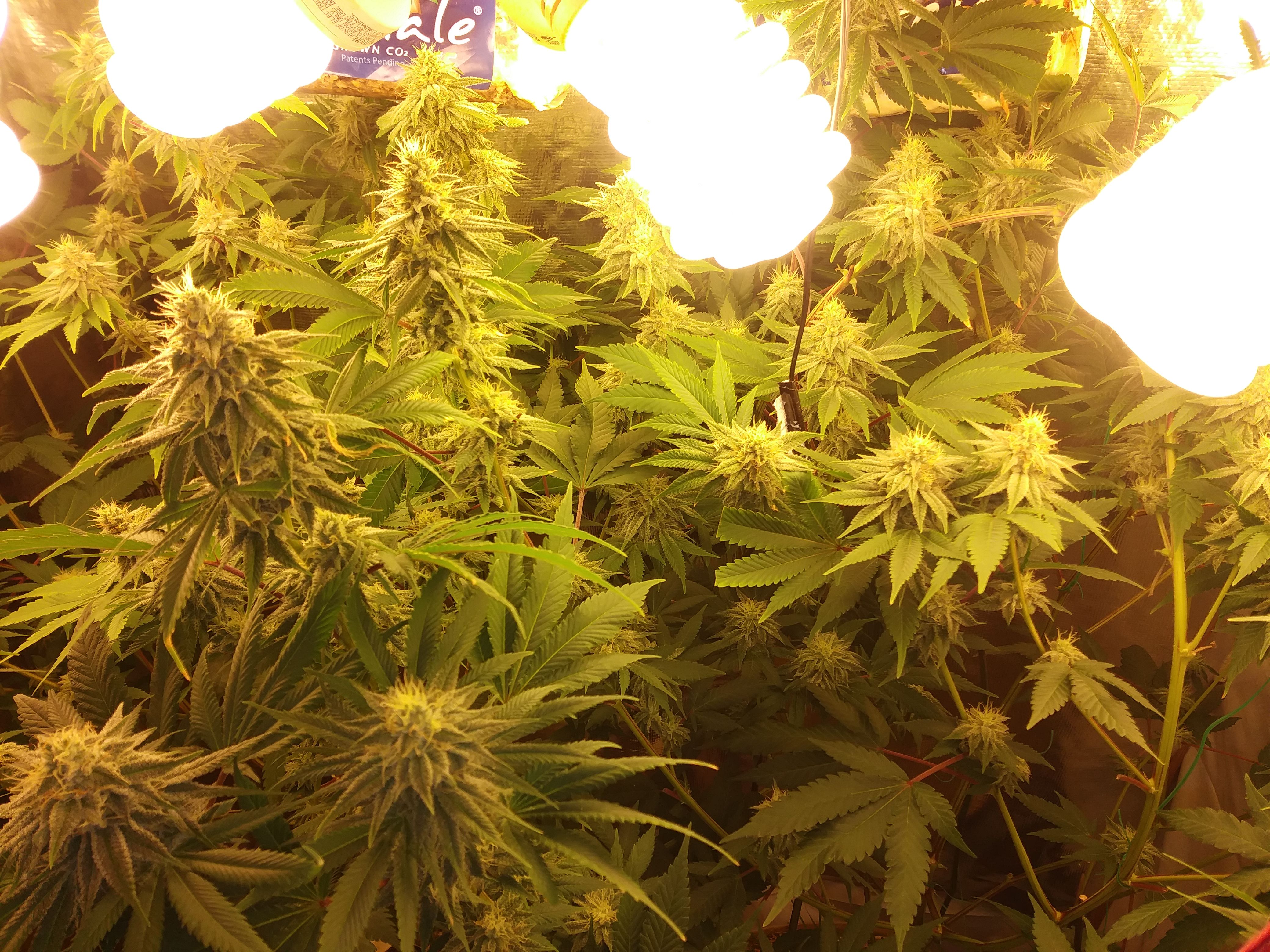 Rootwise Bio-Phos - Biological Bloom Support - BuildASoil