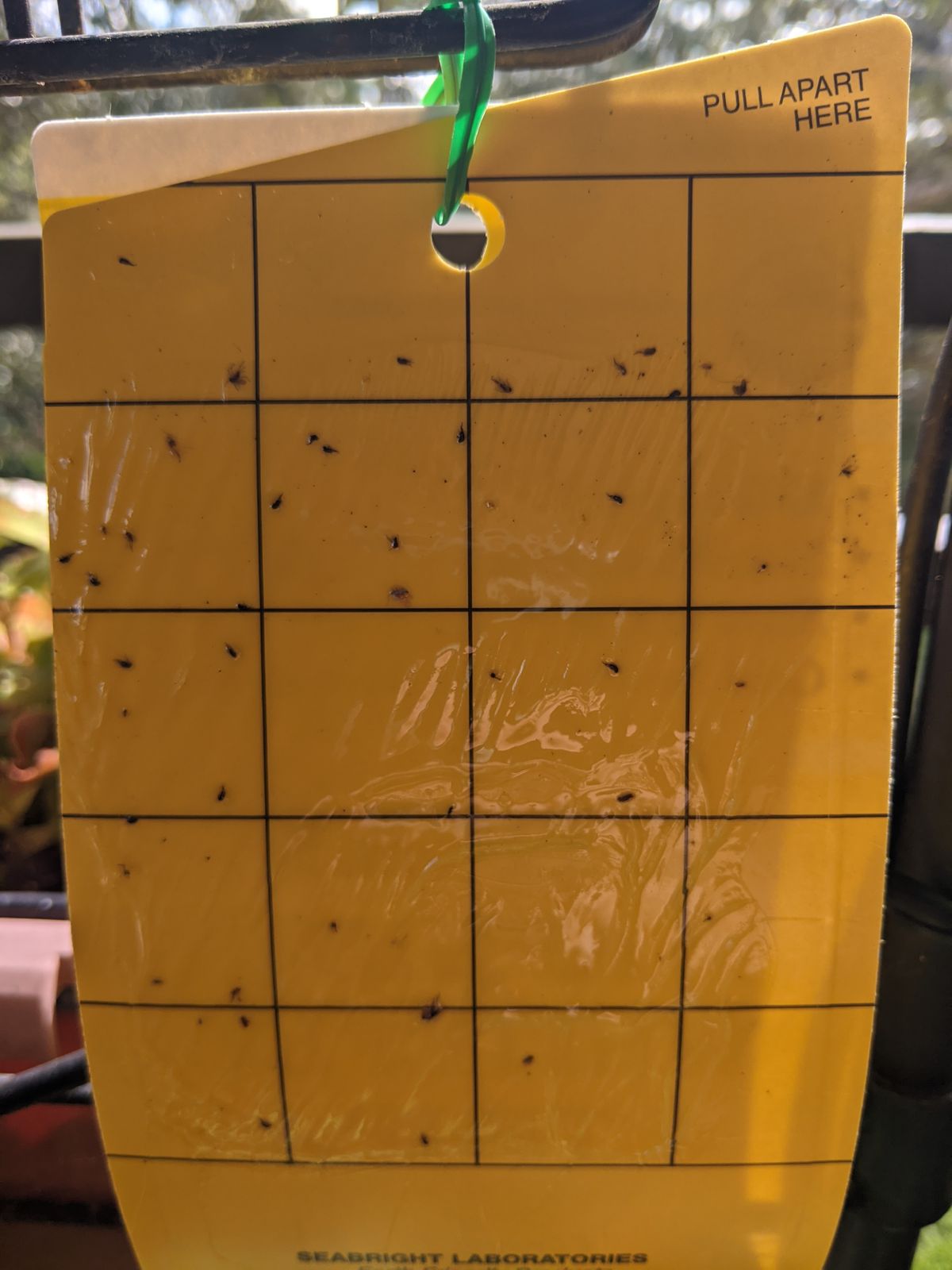 Sticky Aphid/Whitefly Traps - BuildASoil