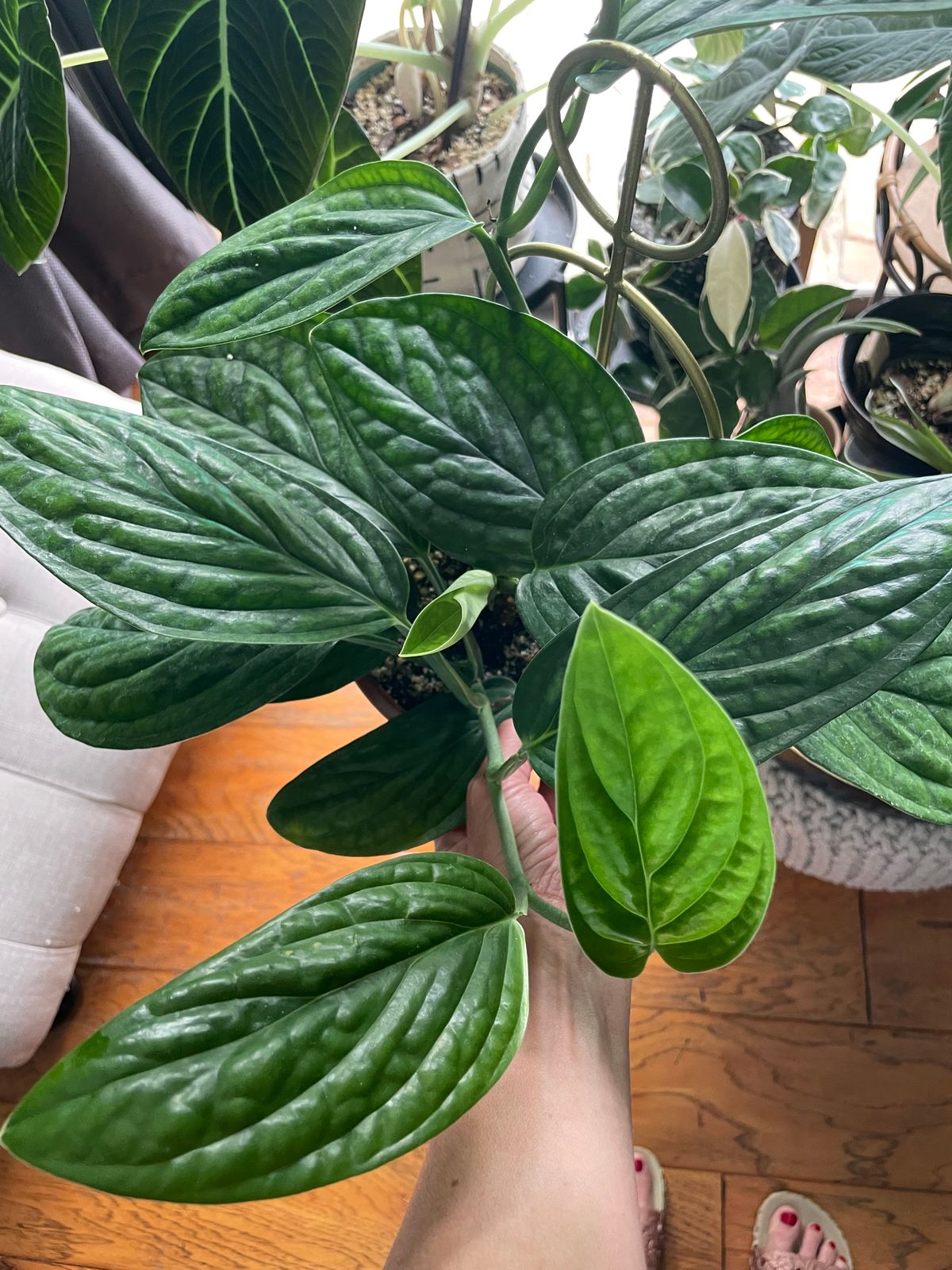 4" Monstera ‘Peru’