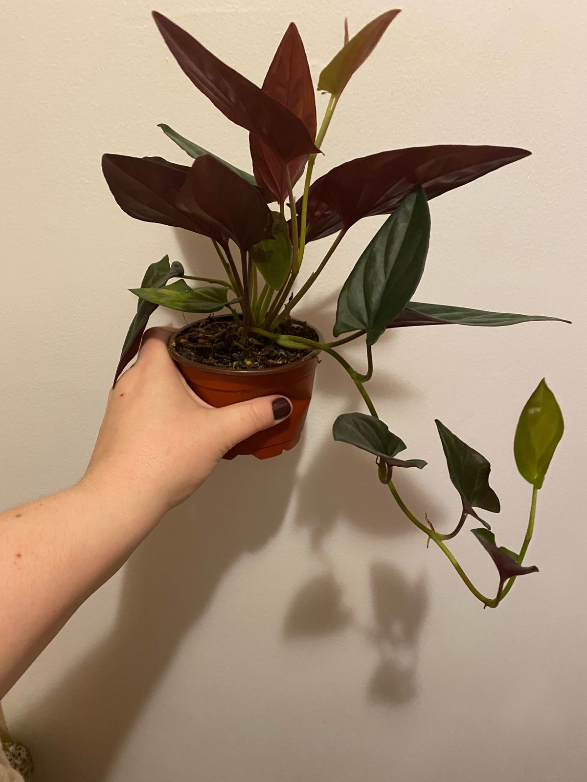 4" Syngonium Erythrophyllum 'Red Arrow' - BWH Plant Co.