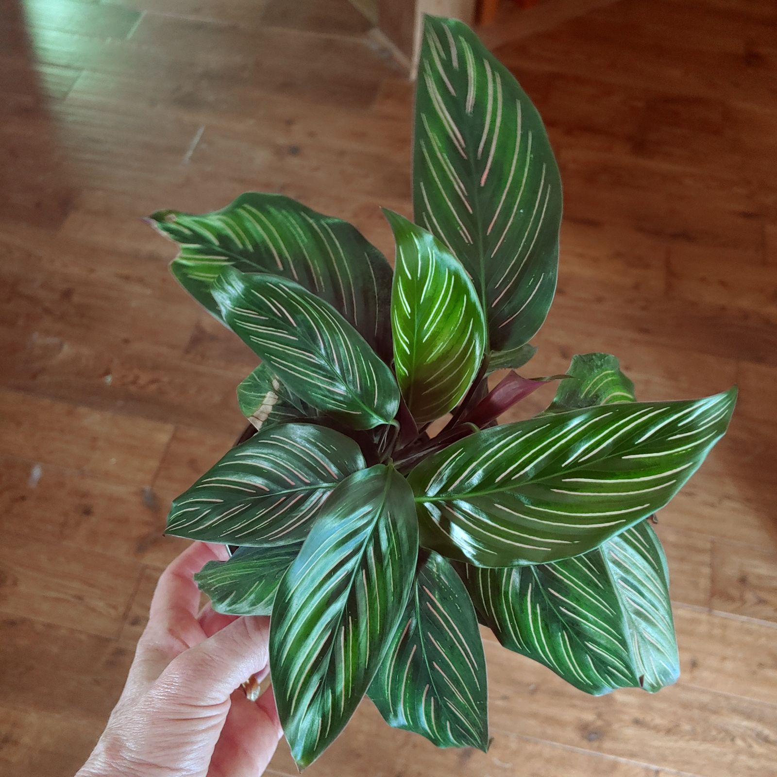 4" Calathea 'Beauty Star' - BWH Plant Co.