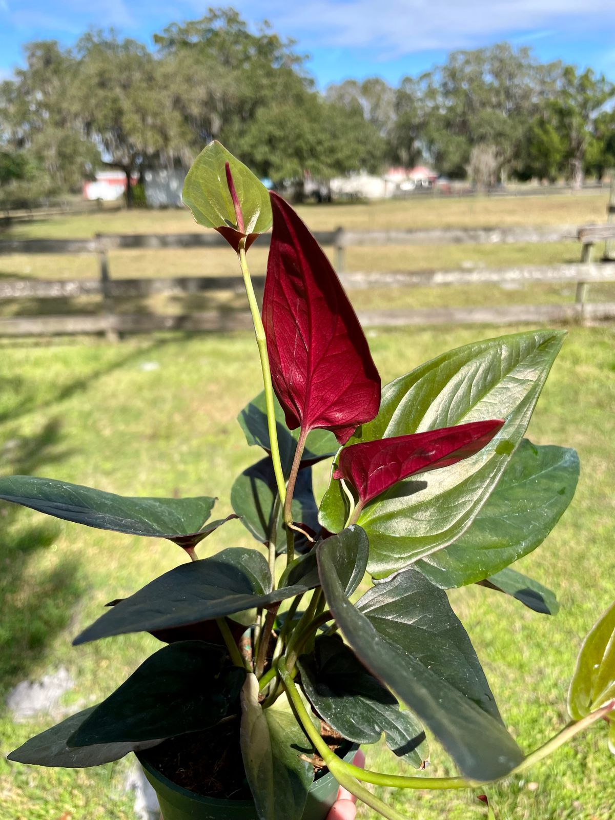 4" Syngonium Erythrophyllum 'Red Arrow' - BWH Plant Co.