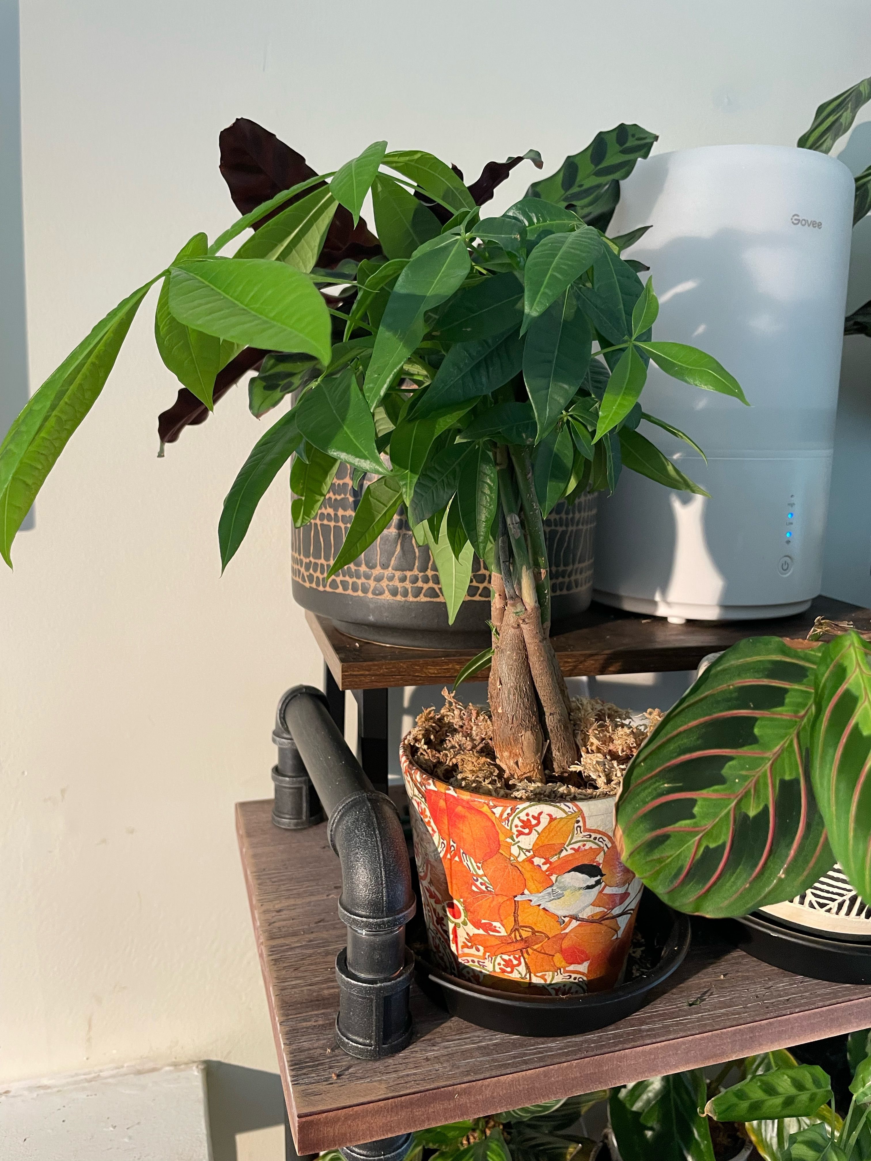 Dried Money Tree Plant
