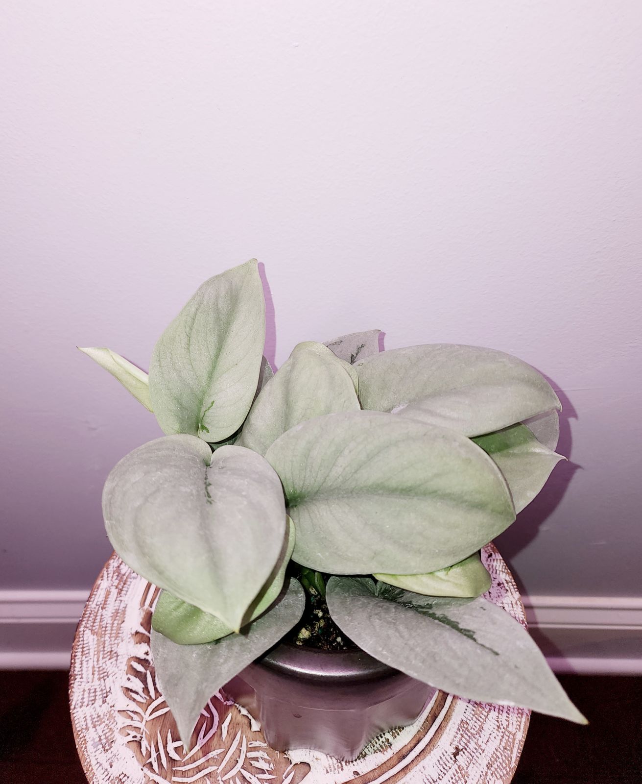 4" Scindapsus pictus 'Platinum'