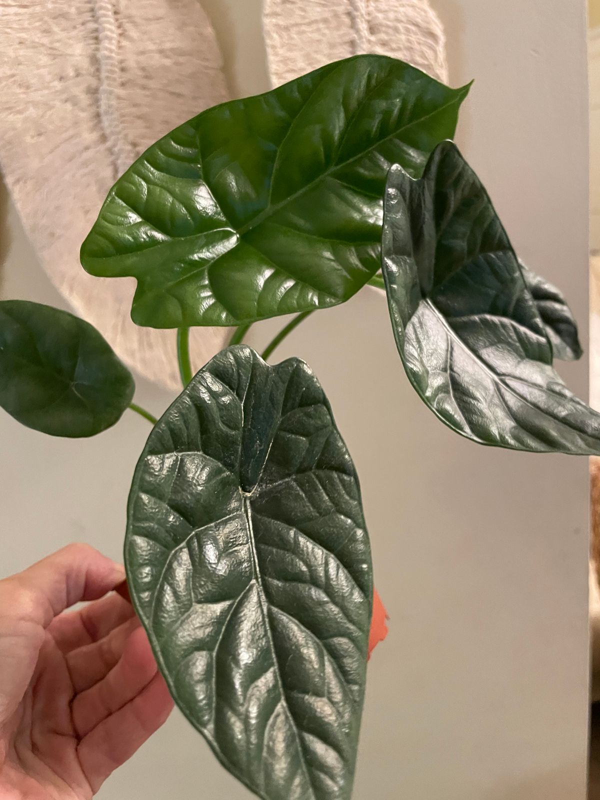 4" Alocasia Sinuata 'Quilted Dreams'