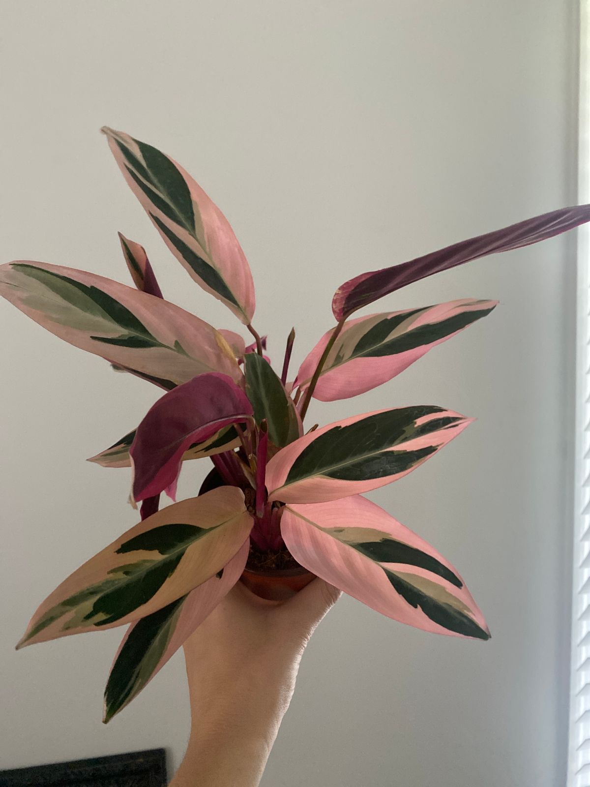 6" Stromanthe ‘Trio Star’