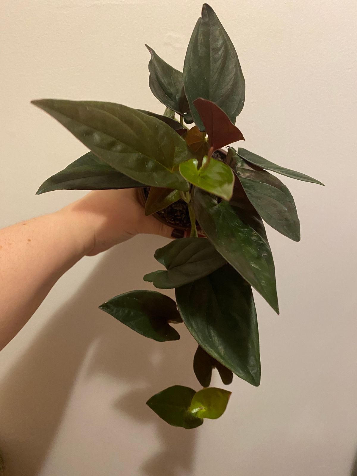 4" Syngonium Erythrophyllum 'Red Arrow' - BWH Plant Co.