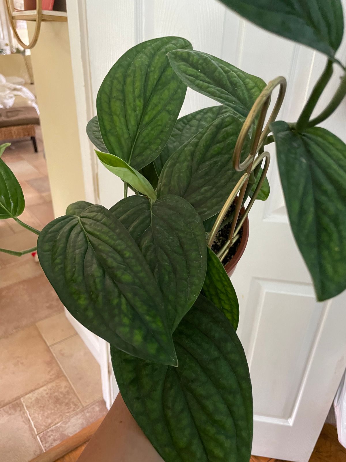 4" Monstera ‘Peru’