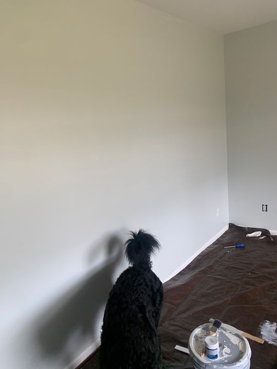 Chill | Calm Gray Paint Color | Clare