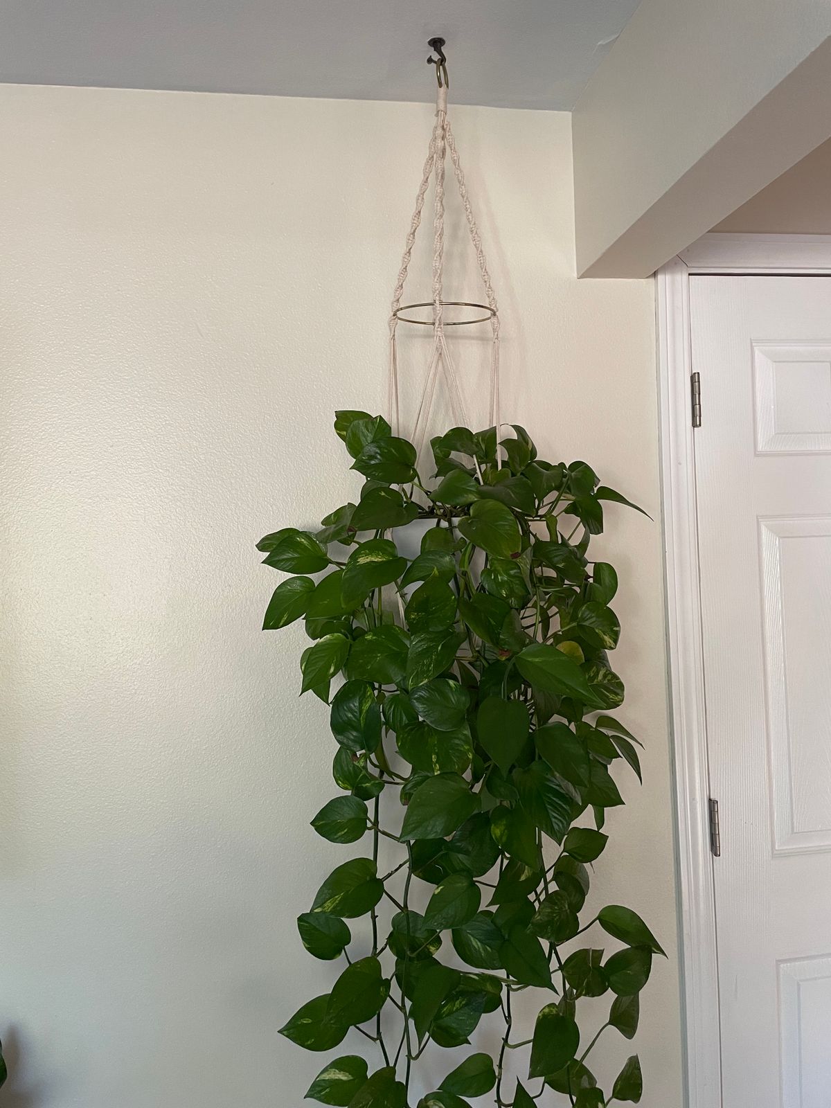 Like Buttah | Cream Paint Color | Clare