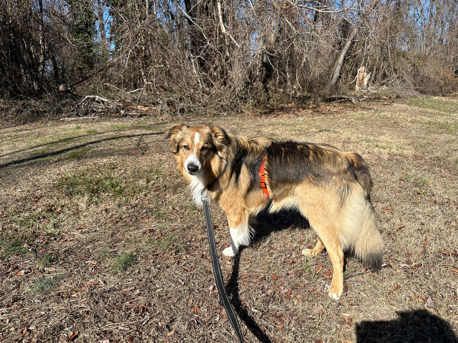 Balance Harness® | Six-Point Adjustable Dog Harness – Blue-9 Pet Products