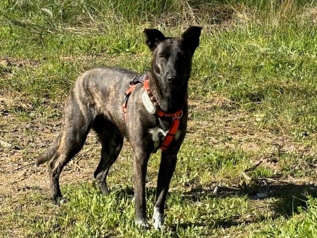 Balance Harness® | Six-Point Adjustable Dog Harness – Blue-9 Pet Products