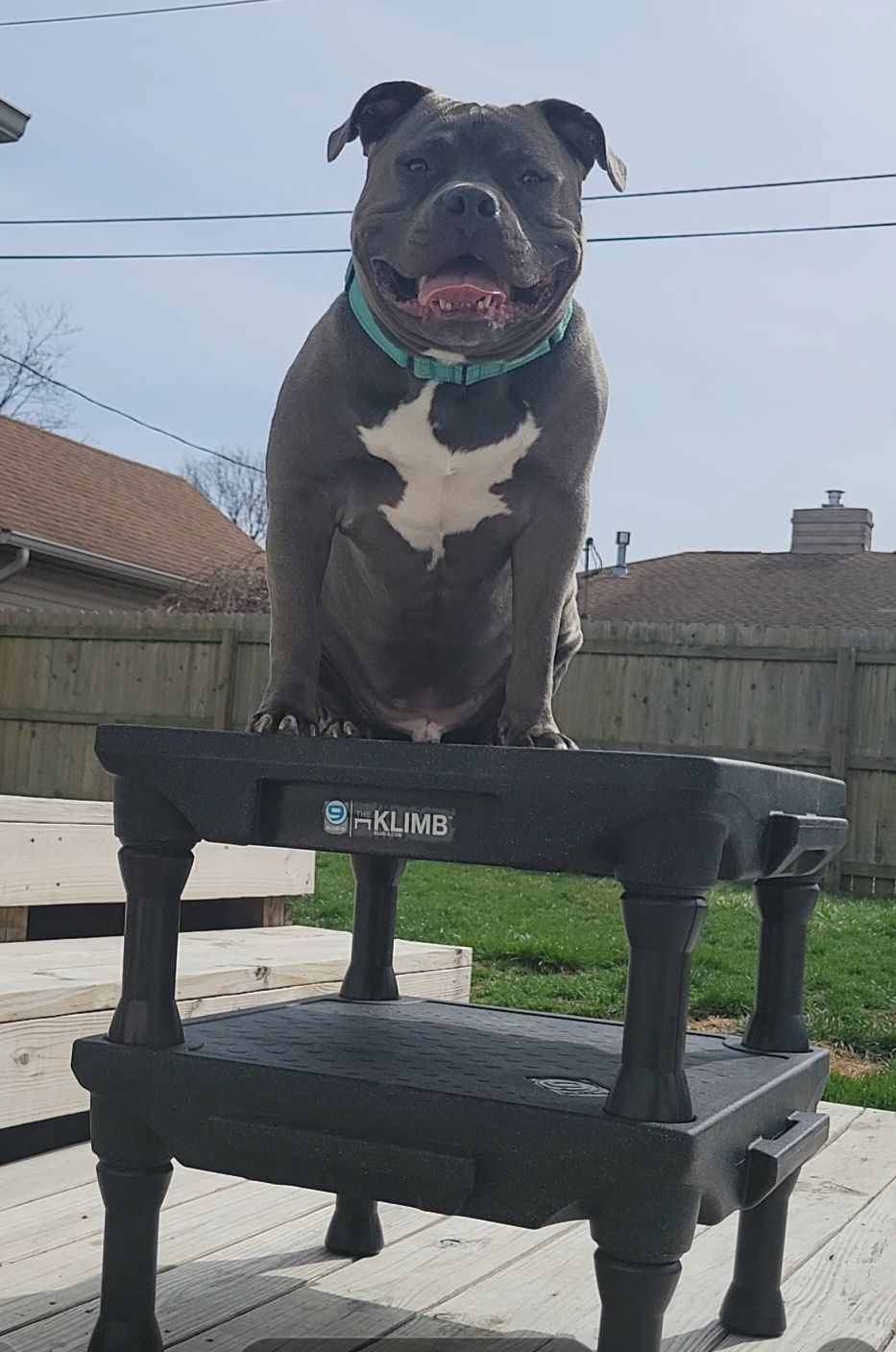 KLIMB® Dog Training System | Award-winning Canine Training Platform ...