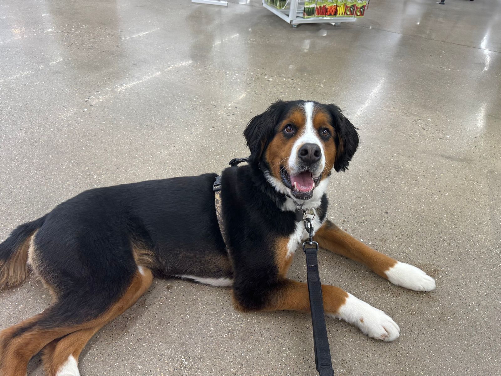 Balance Harness® | Six-Point Adjustable Dog Harness – Blue-9 Pet Products