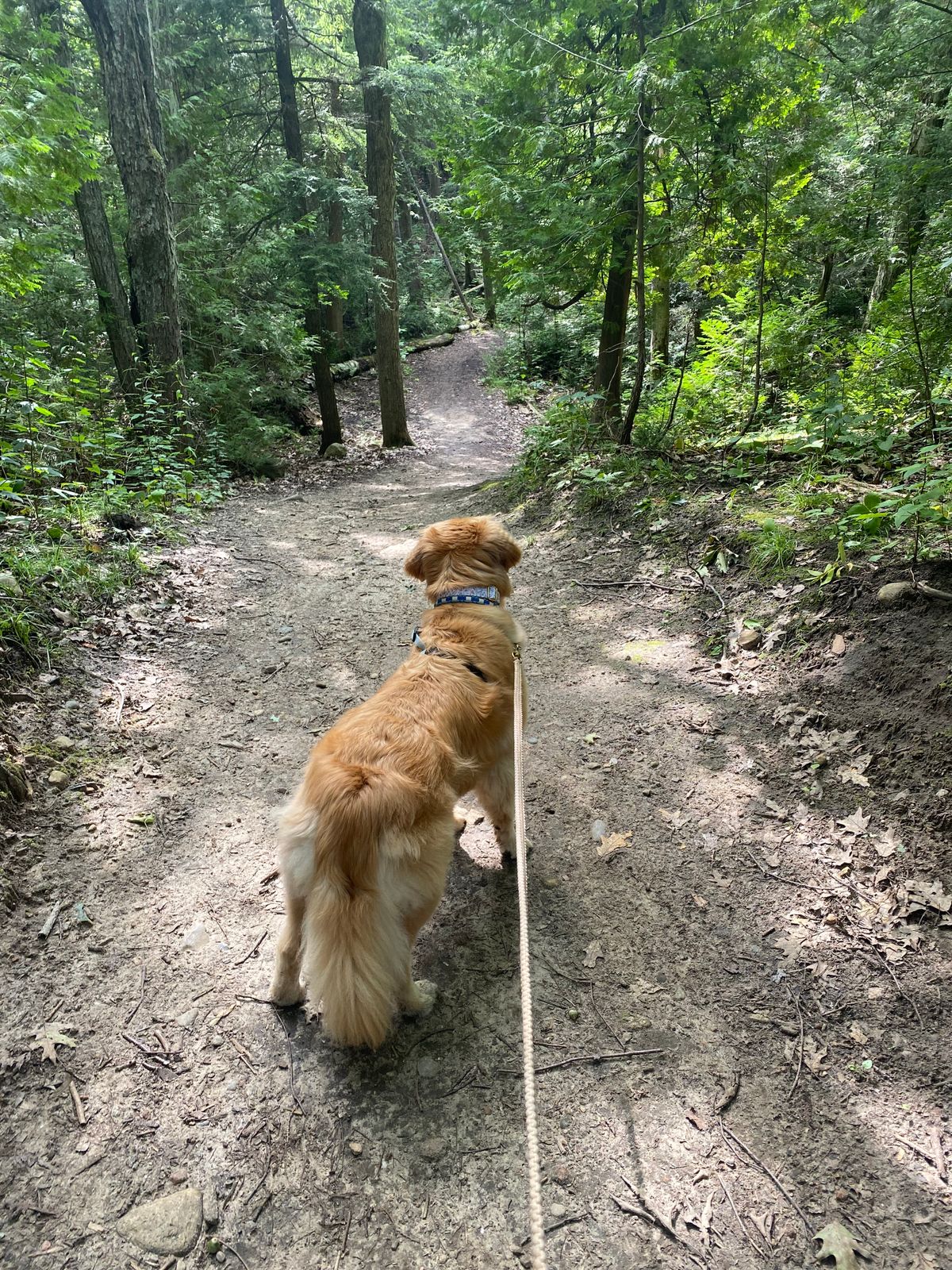 Balance Harness® | Six-Point Adjustable Dog Harness – Blue-9 Pet Products