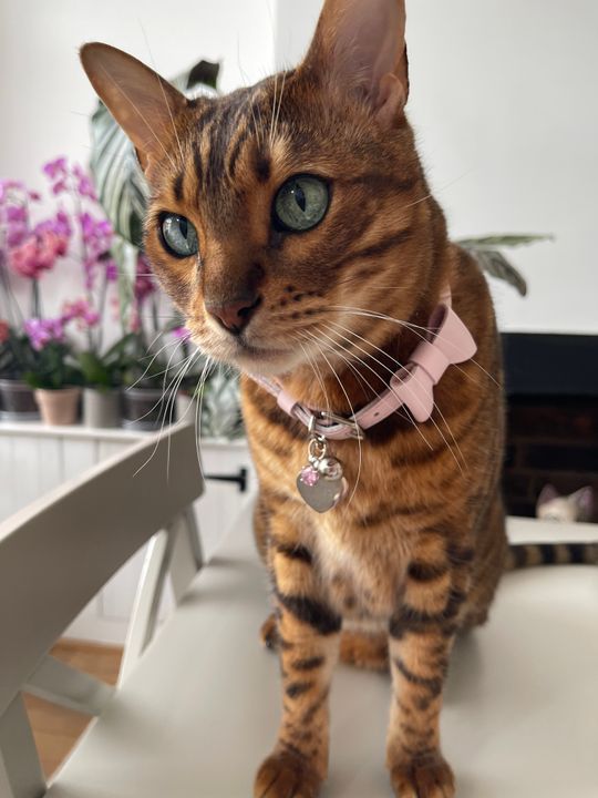 Cheshire & Wain - Rococo Petal Pink Luxury Cat Collar