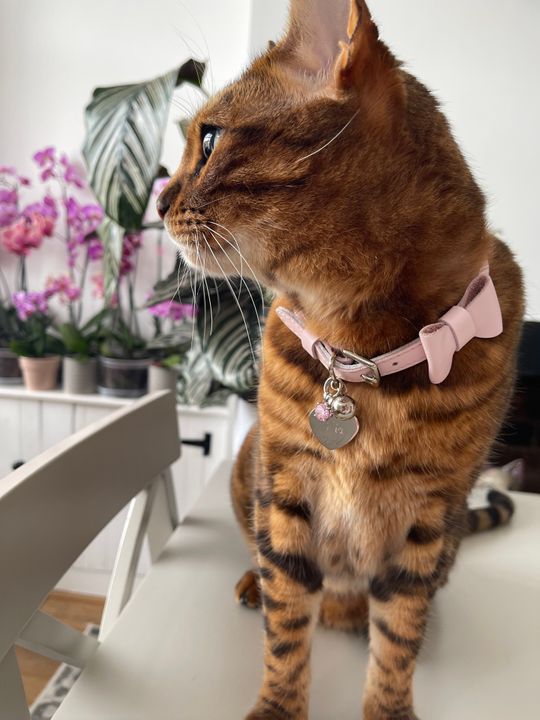 Cheshire & Wain - Rococo Petal Pink Luxury Cat Collar