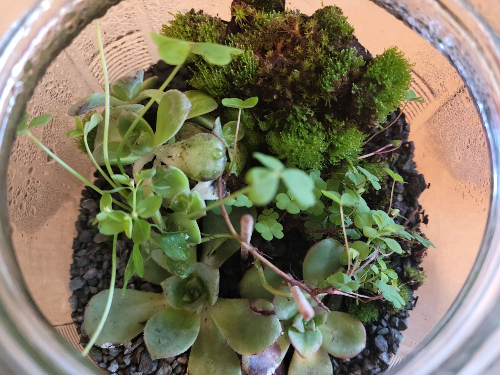 STFU European Embroidered Patch – KommandoStore