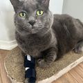 Splint Cat – Carpal/Metatarsal Laxity Splint for Felines | Balto® USA